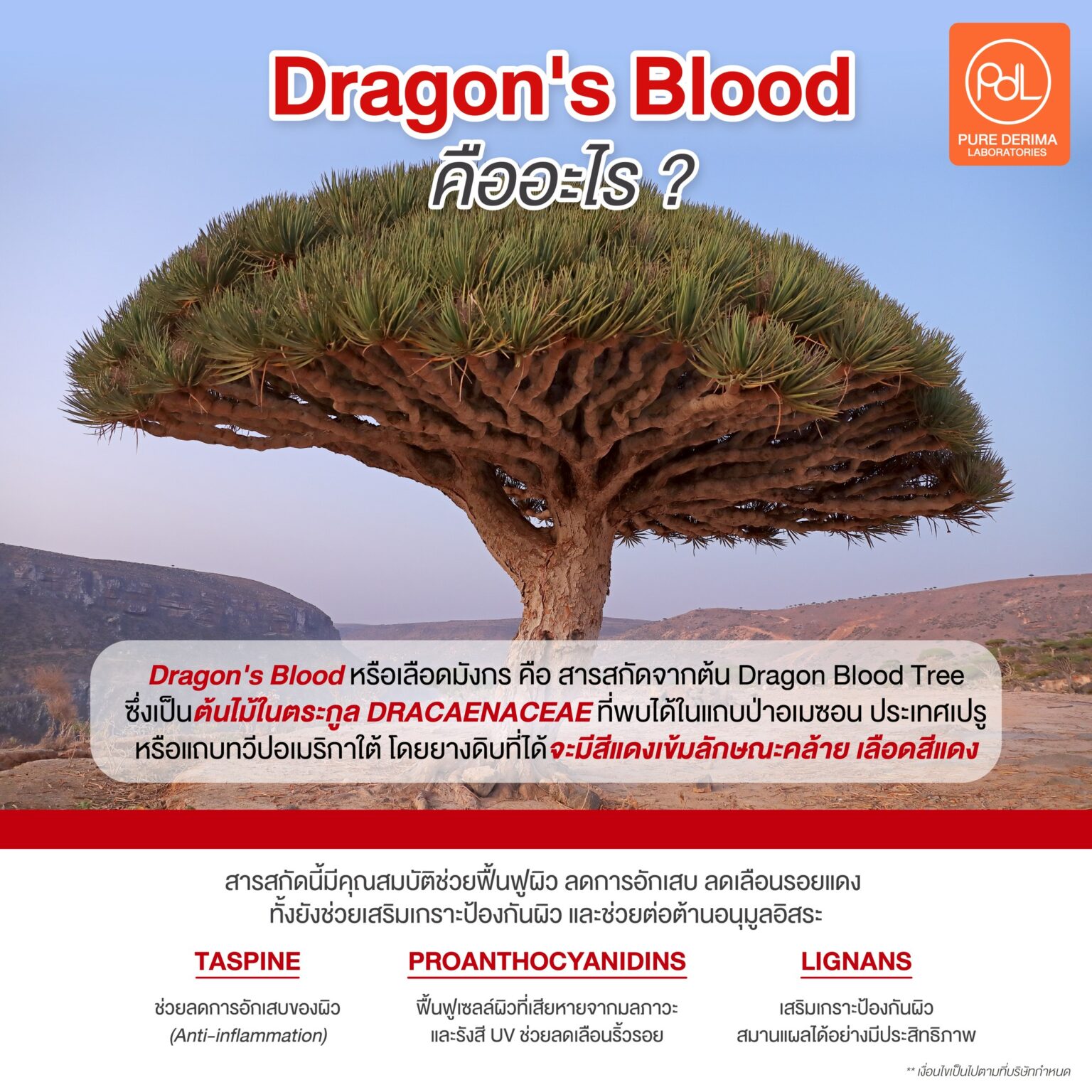 Dragon’s Blood คืออะไร? ดียังไง ทำไมมาแรง และเป็นที่นิยม